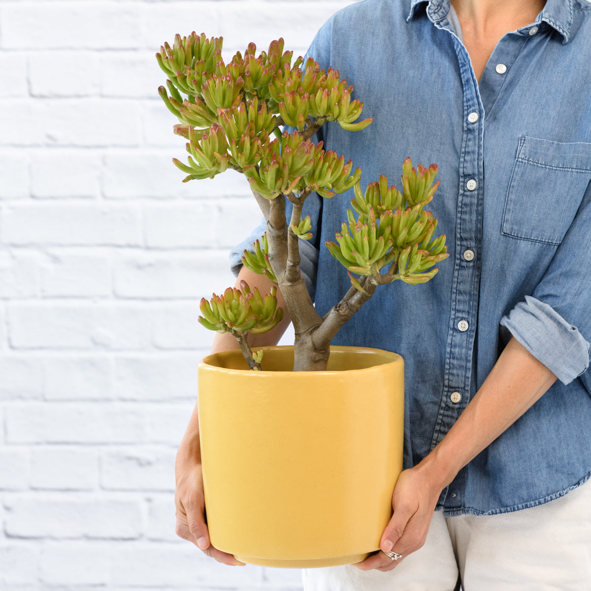 Shrek Ears Plant – Plantify - Urban Plantery