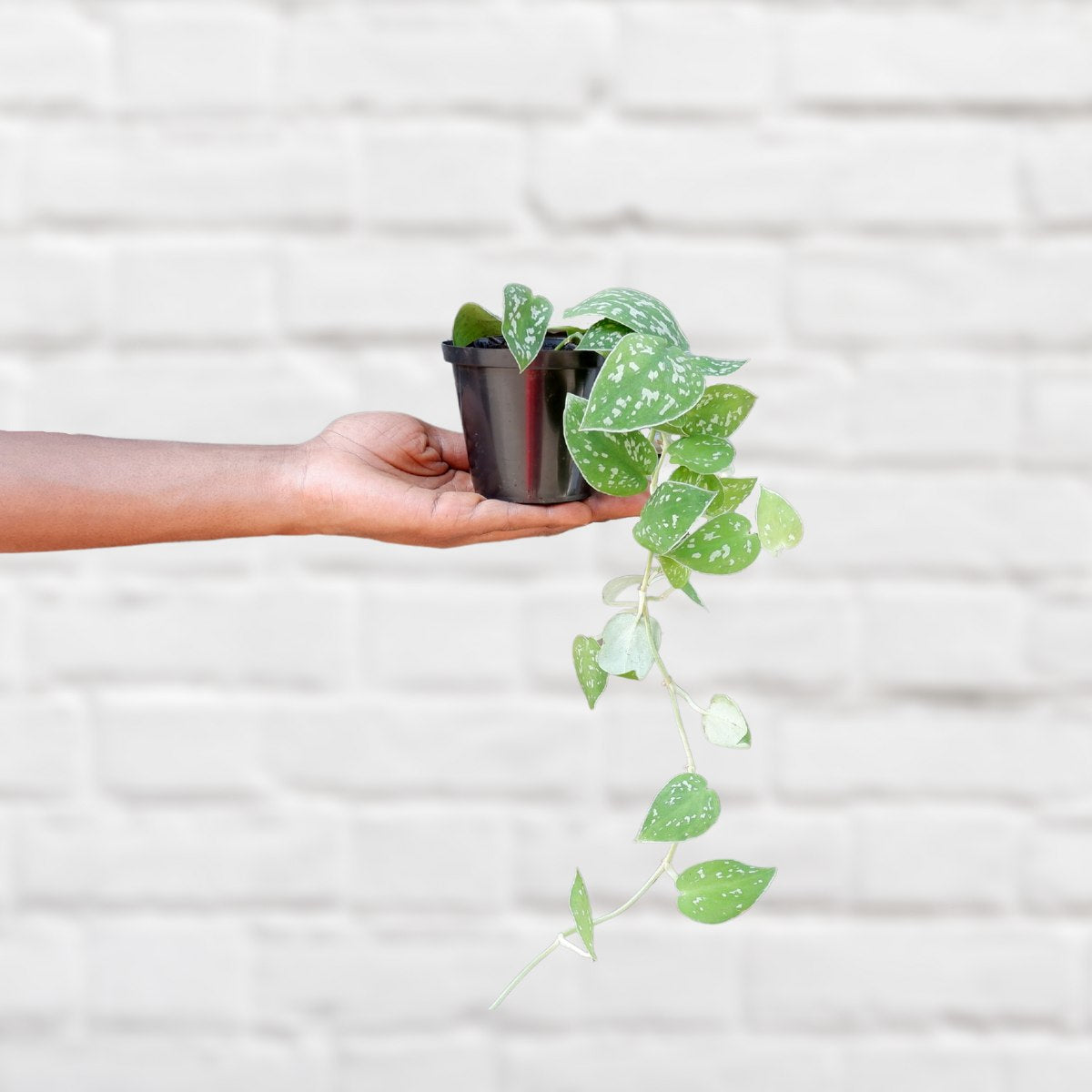 Pothos Pictus - Mini - The Cute Trailing plant! – Plantify - Urban Nursery