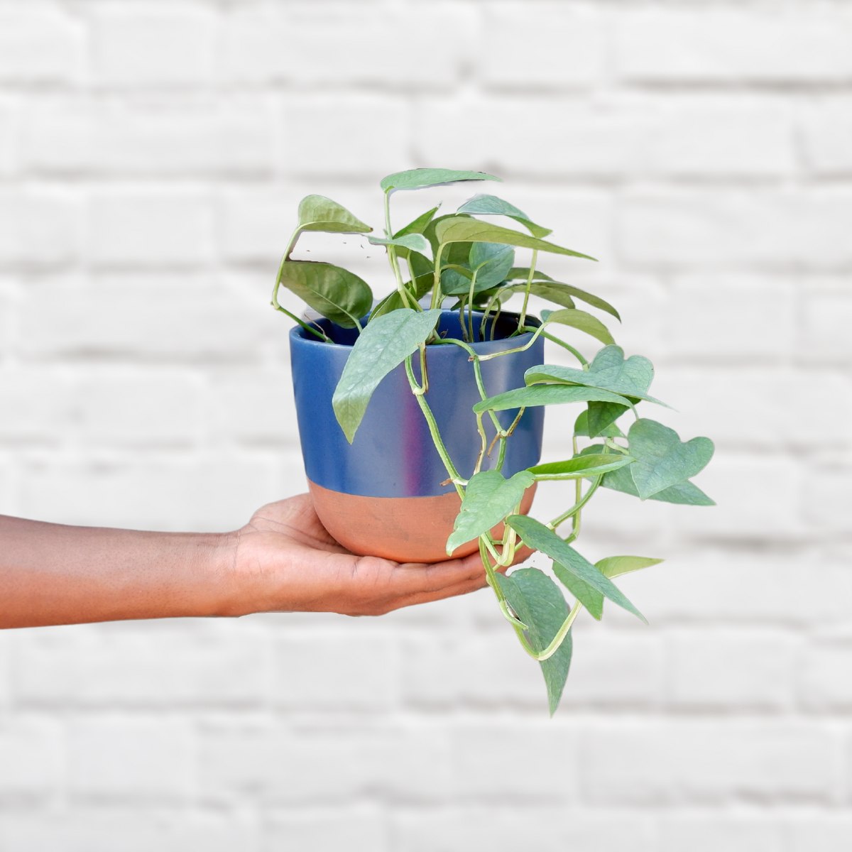 Pothos - Cebu Blue | Indoor Plant