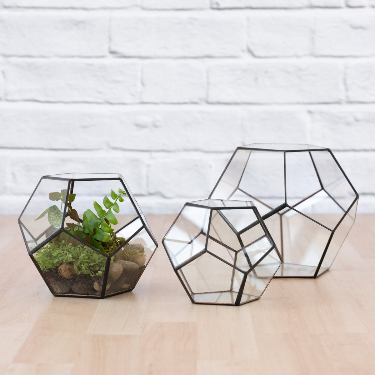 Terrarium - Geometric – Plantify - Urban Nursery