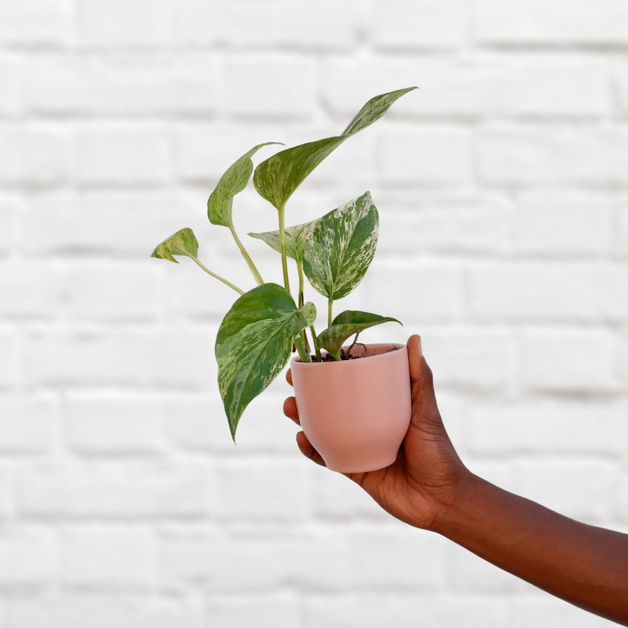 Mini Plants in Pink Pots - for a pop of pink anywhere. – Plantify ...