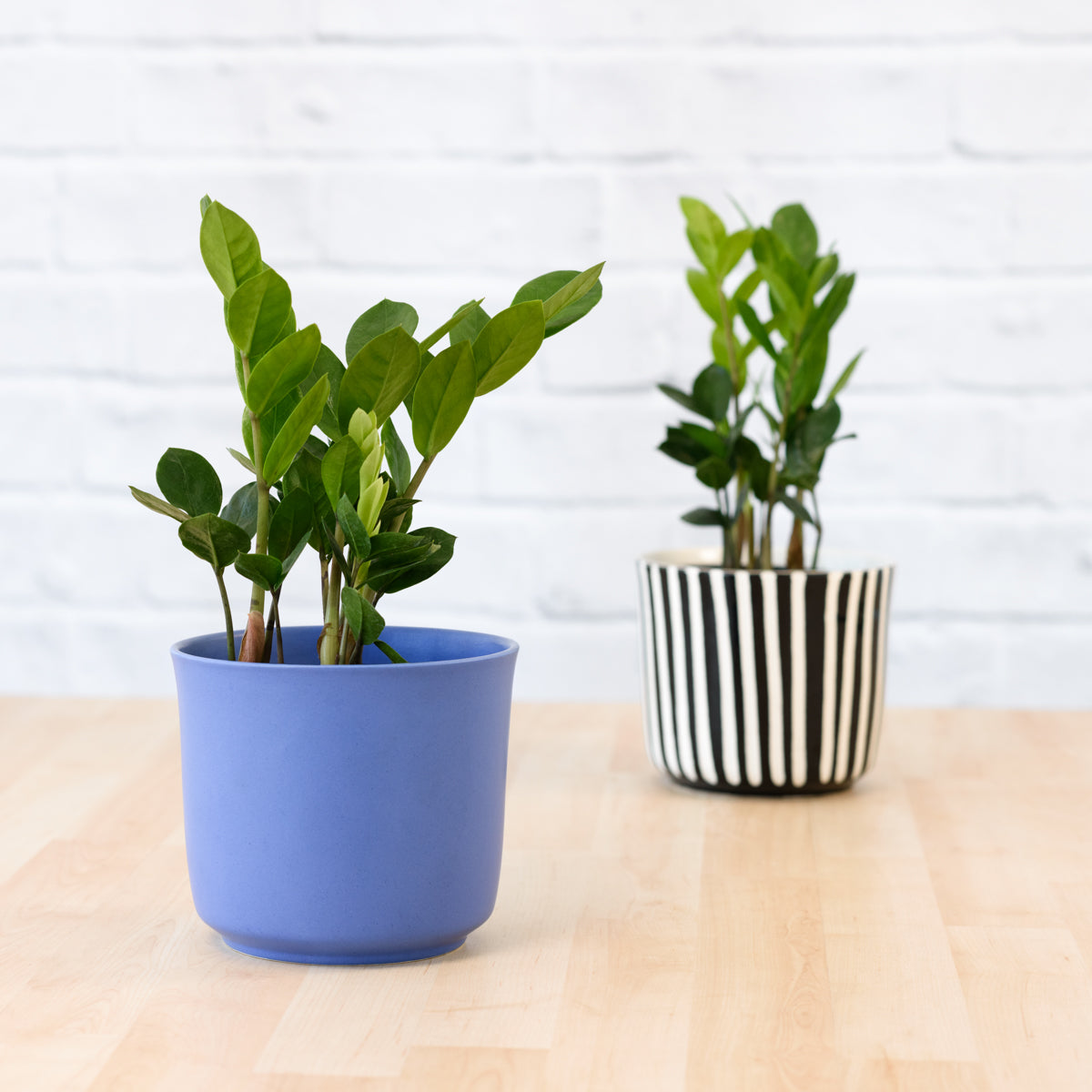 ZZ Plant - The most forgiving, stylish indoor plant! – Plantify - Urban ...
