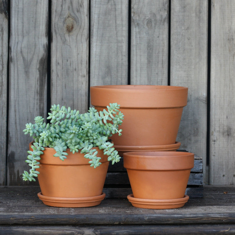 Terracotta Pot & Saucer - Azalea – Plantify - Urban Nursery
