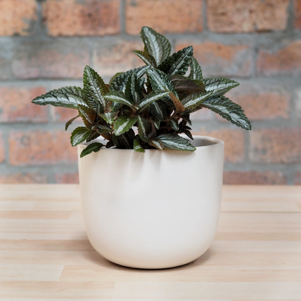 Silver Tree Plant | Indoor Plant