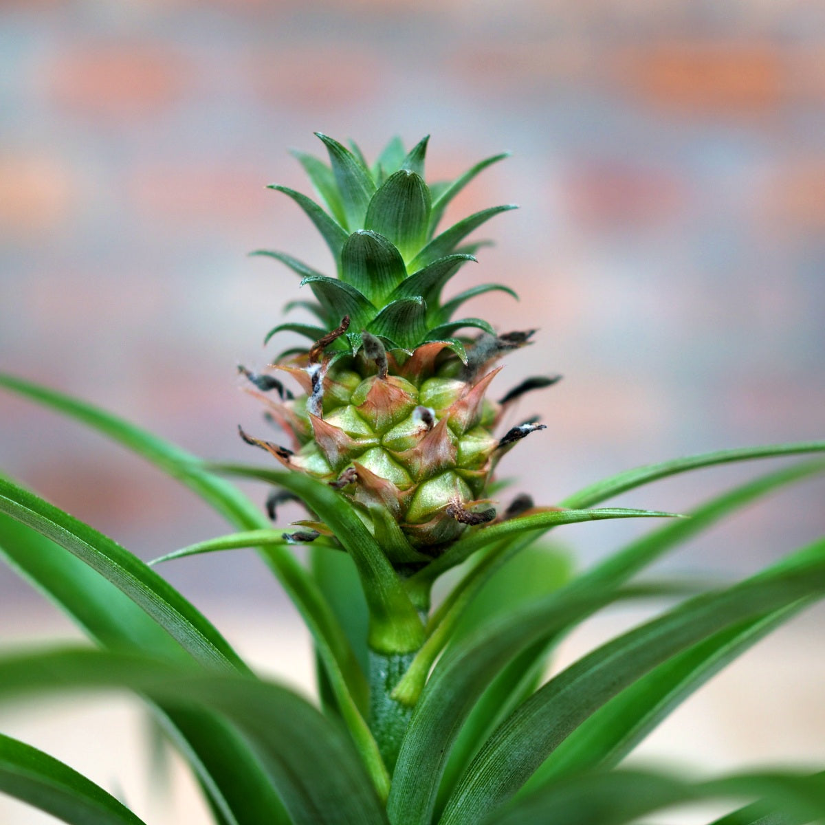 Pineapple Plant – Plantify - Urban Nursery