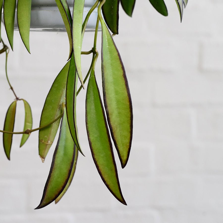 Hoya - For the Perfect Hanging Plant! – Plantify - Urban Plantery