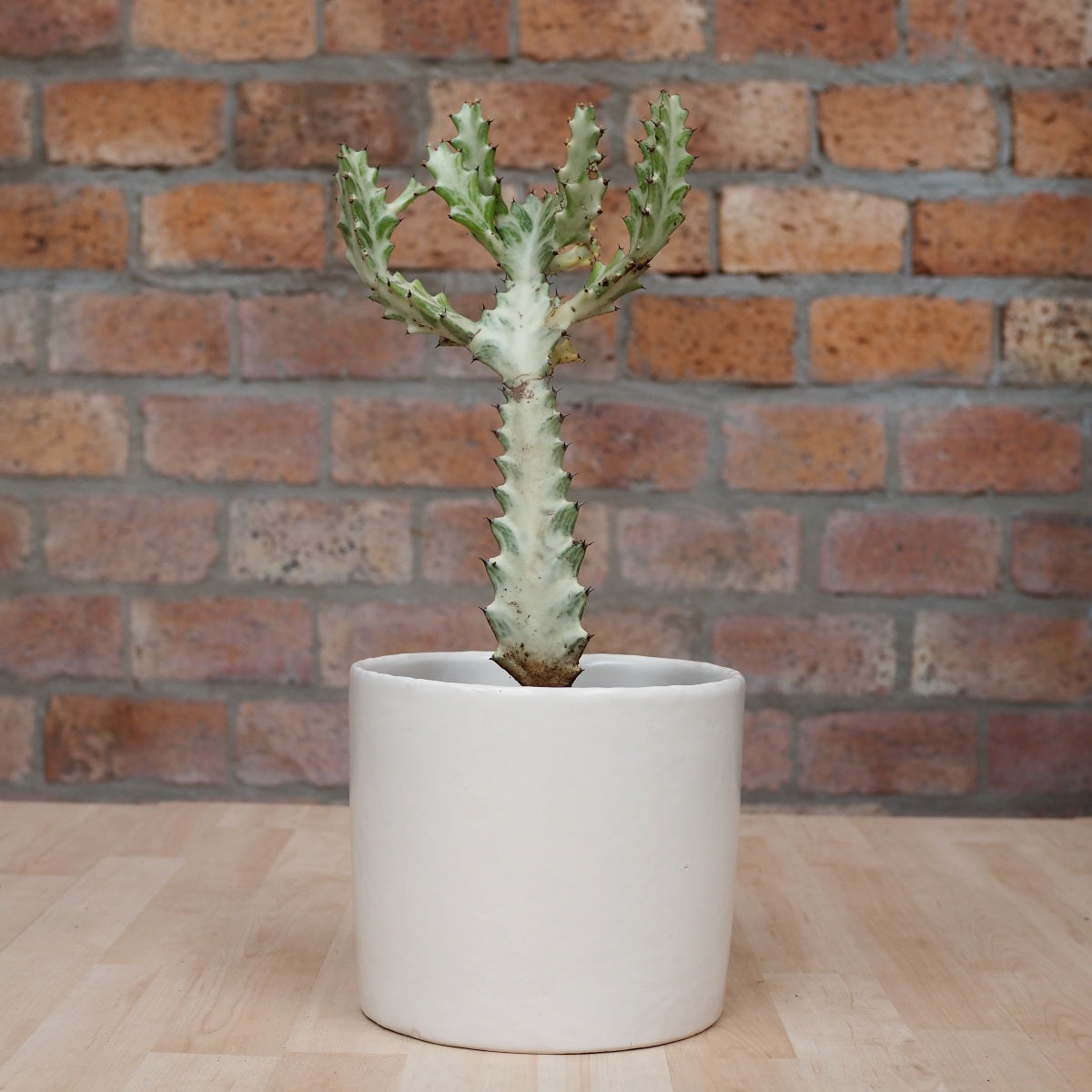 Ghost Cactus – Plantify - Urban Nursery